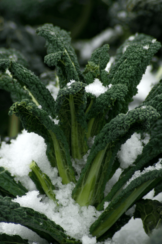 Black Magic Organic Kale Seeds – West Coast Seeds