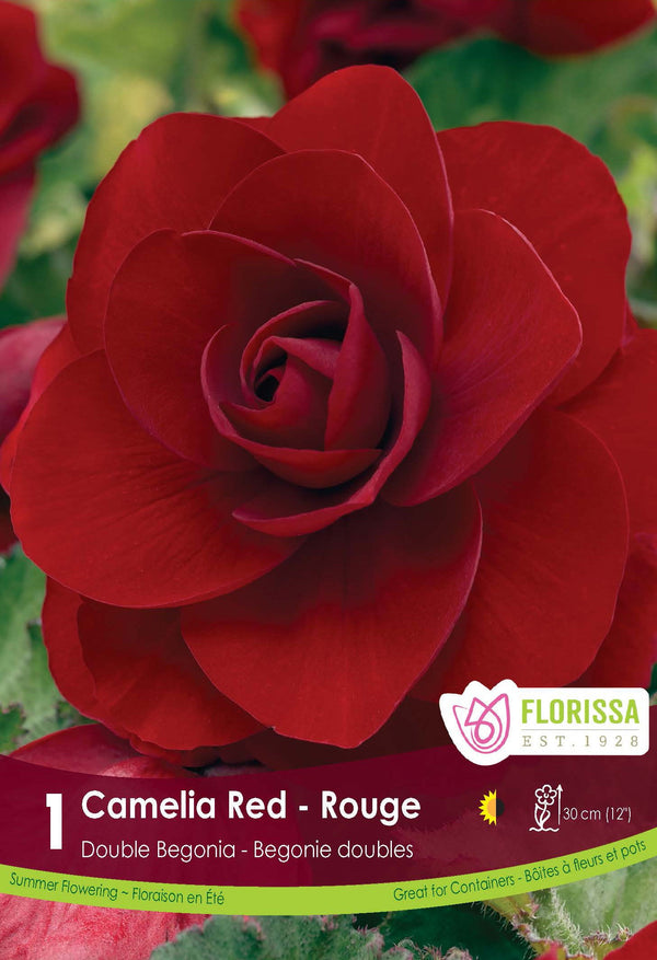 Begonia Double Camelia Red 1pk – West Coast Seeds