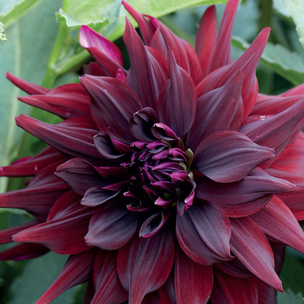 Dahlia Brigitte Alida 1pk – West Coast Seeds