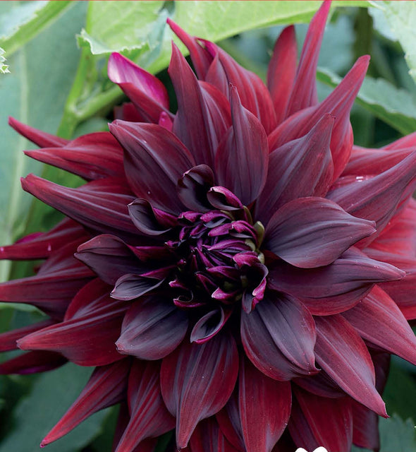 Dahlia Brigitte Alida 1pk – West Coast Seeds