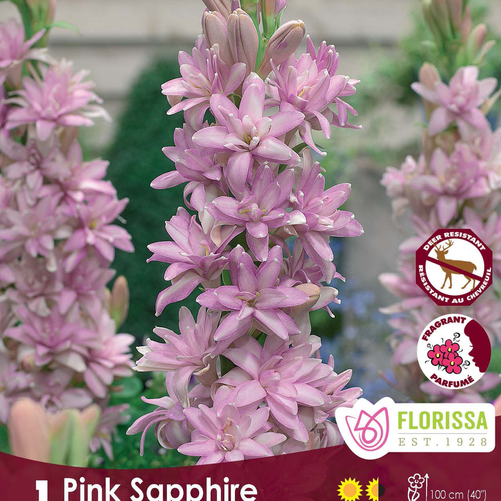 Tuberose Pink Sapphire 1pk – West Coast Seeds