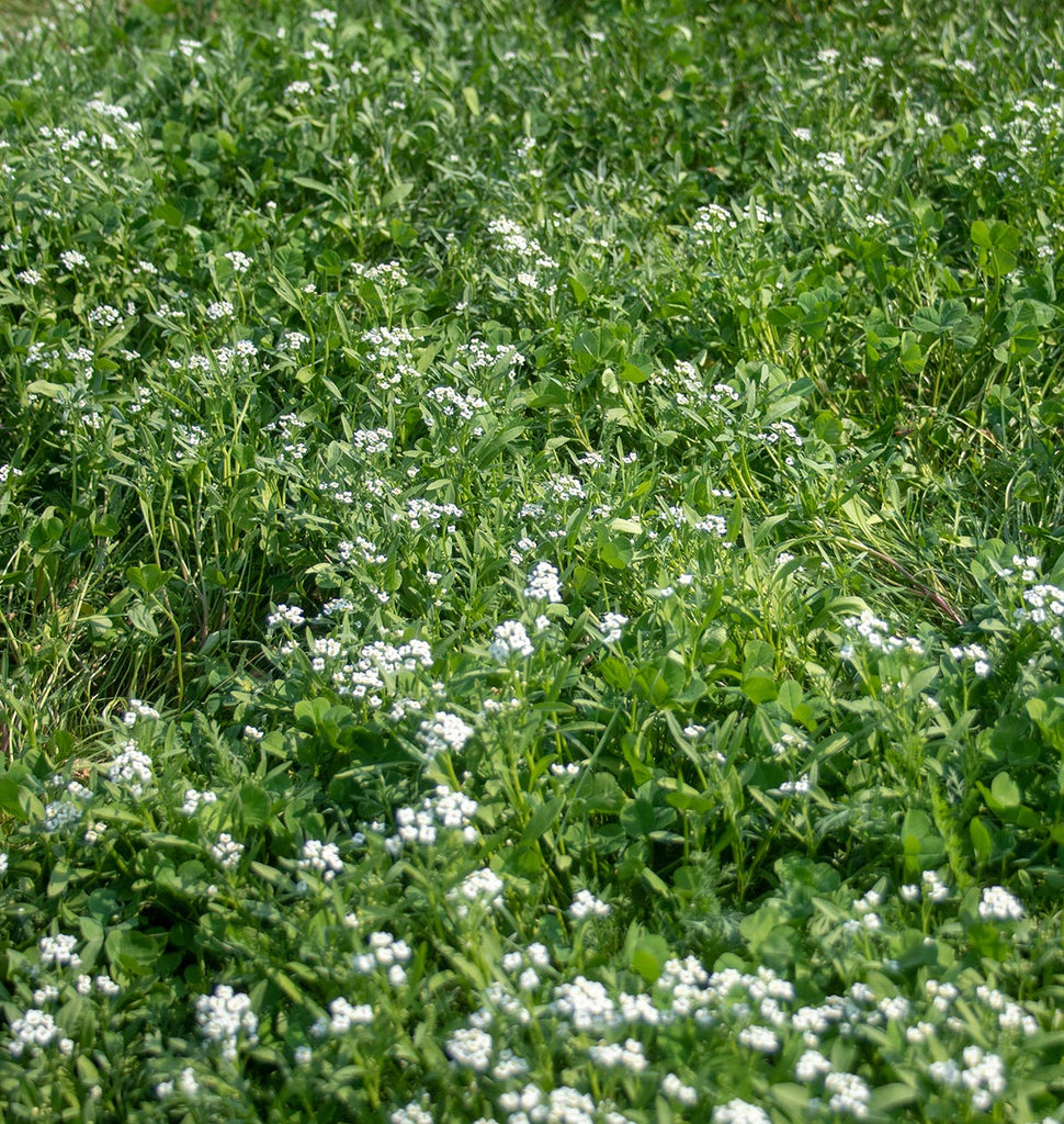 Bee Turf Alternative Lawn Blend – West Coast Seeds