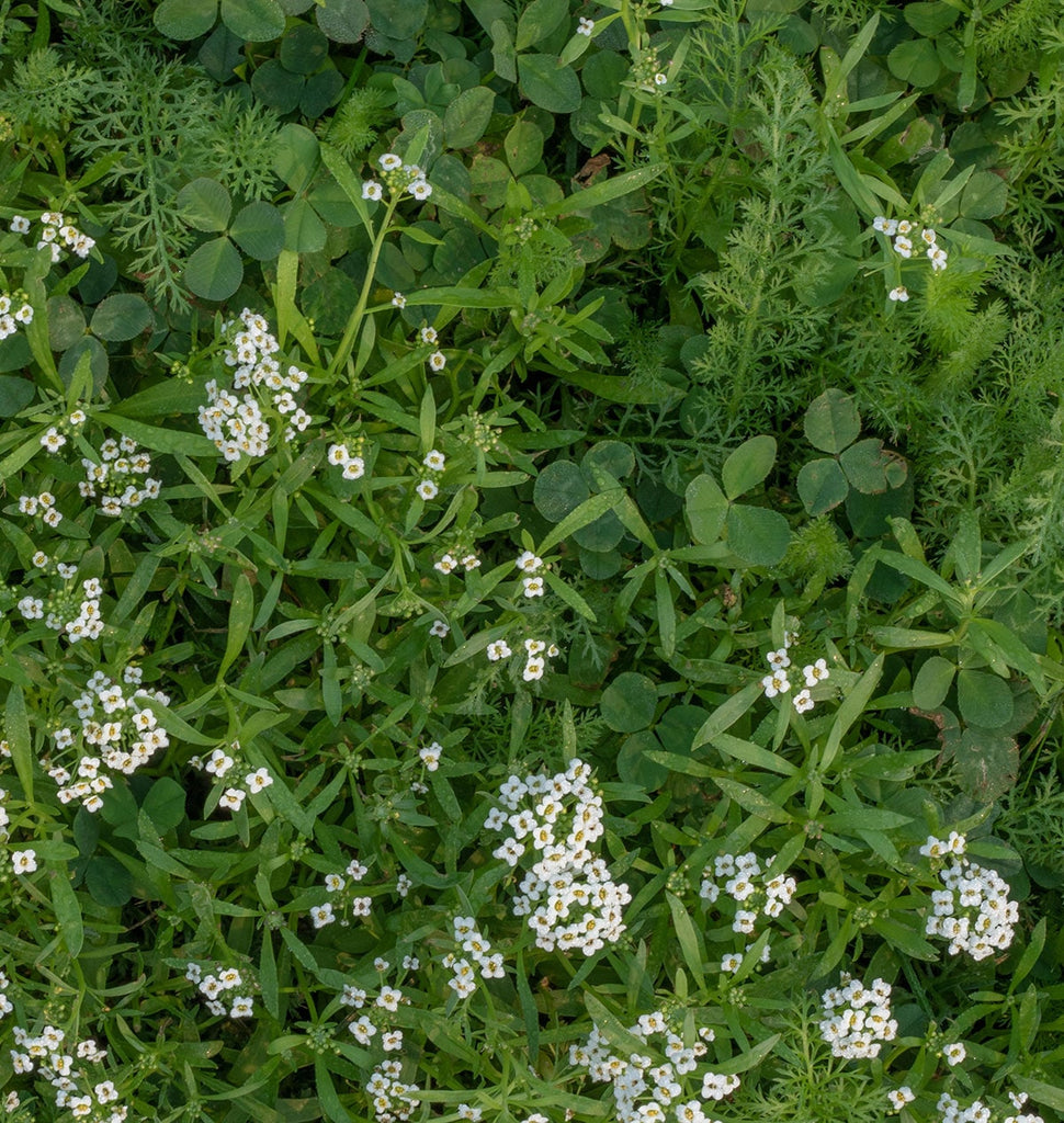 Bee Turf Alternative Lawn Blend – West Coast Seeds