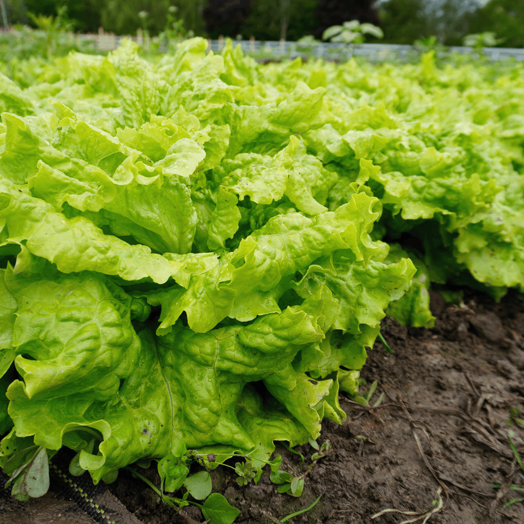 Simpson Elite Lettuce Seeds – West Coast Seeds