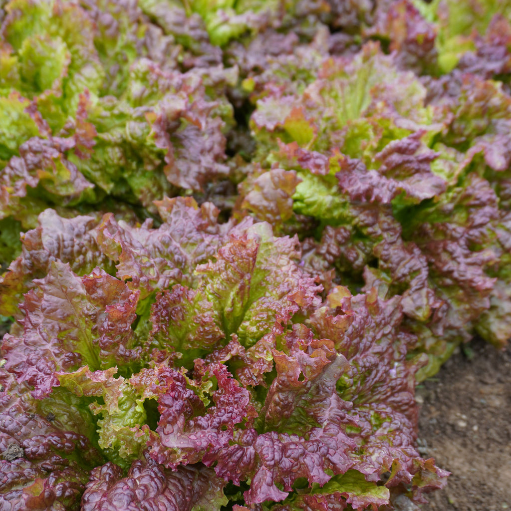 New Red Fire Certified Organic – West Coast Seeds