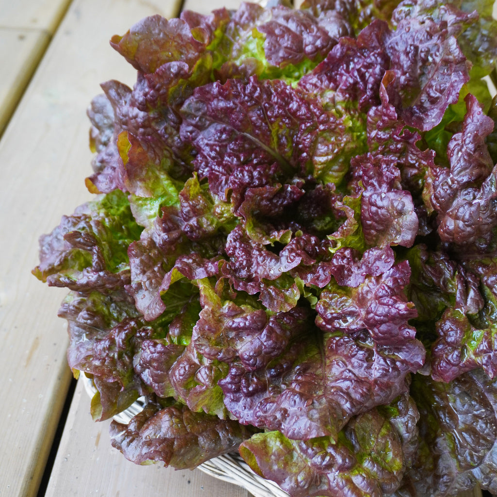 New Red Fire Certified Organic – West Coast Seeds