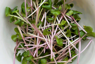 Fall Rye Cover Crop Seeds – West Coast Seeds