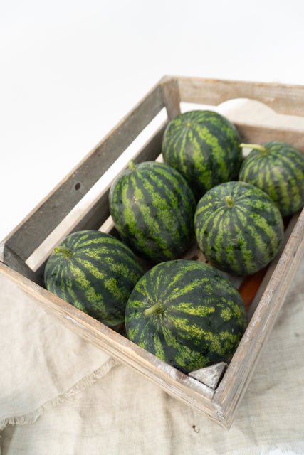 Mini Mike F1 – West Coast Seeds