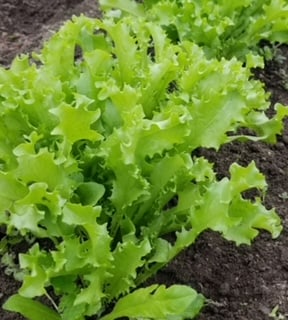 Green Curled Endive Chicory Seeds – West Coast Seeds