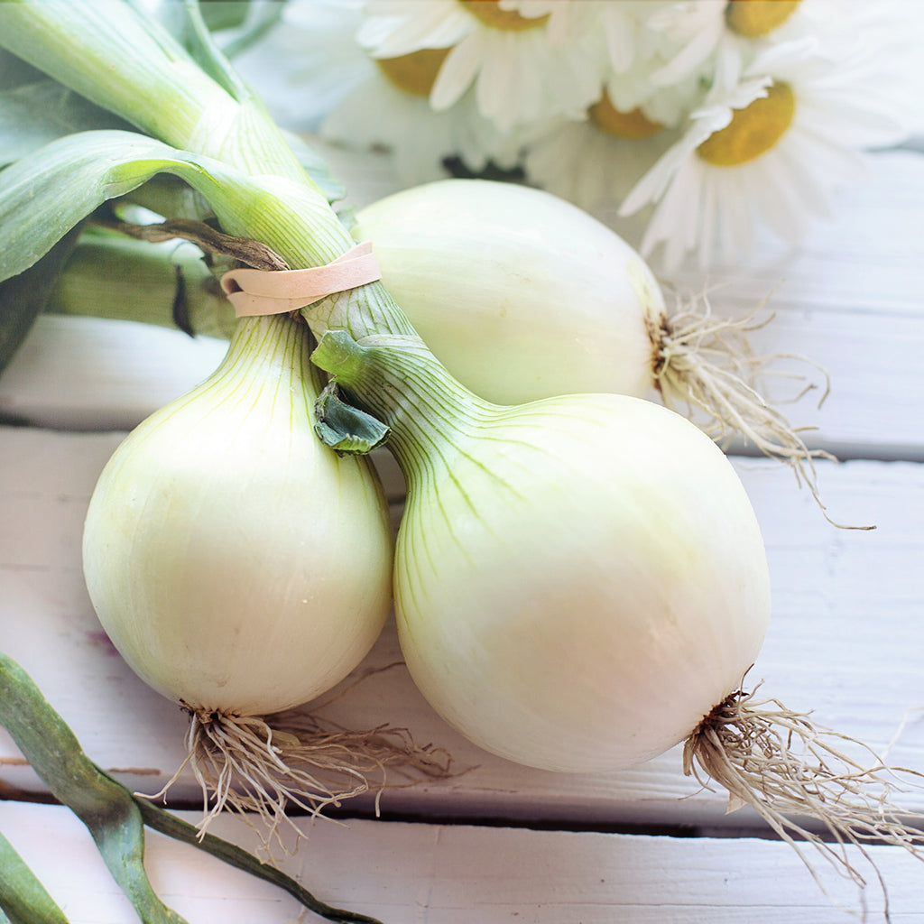 White Onion Sets – West Coast Seeds