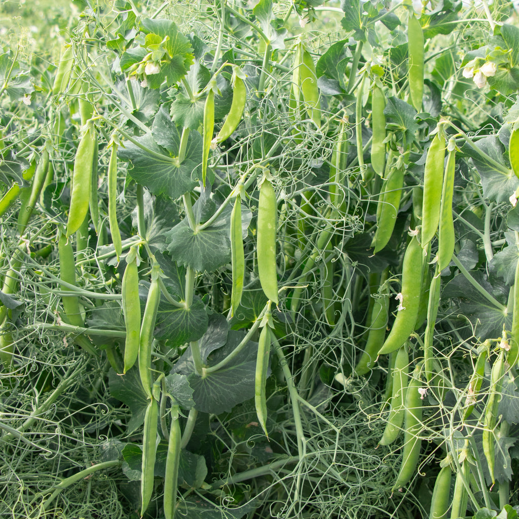 PLS 595 Certified Organic – West Coast Seeds