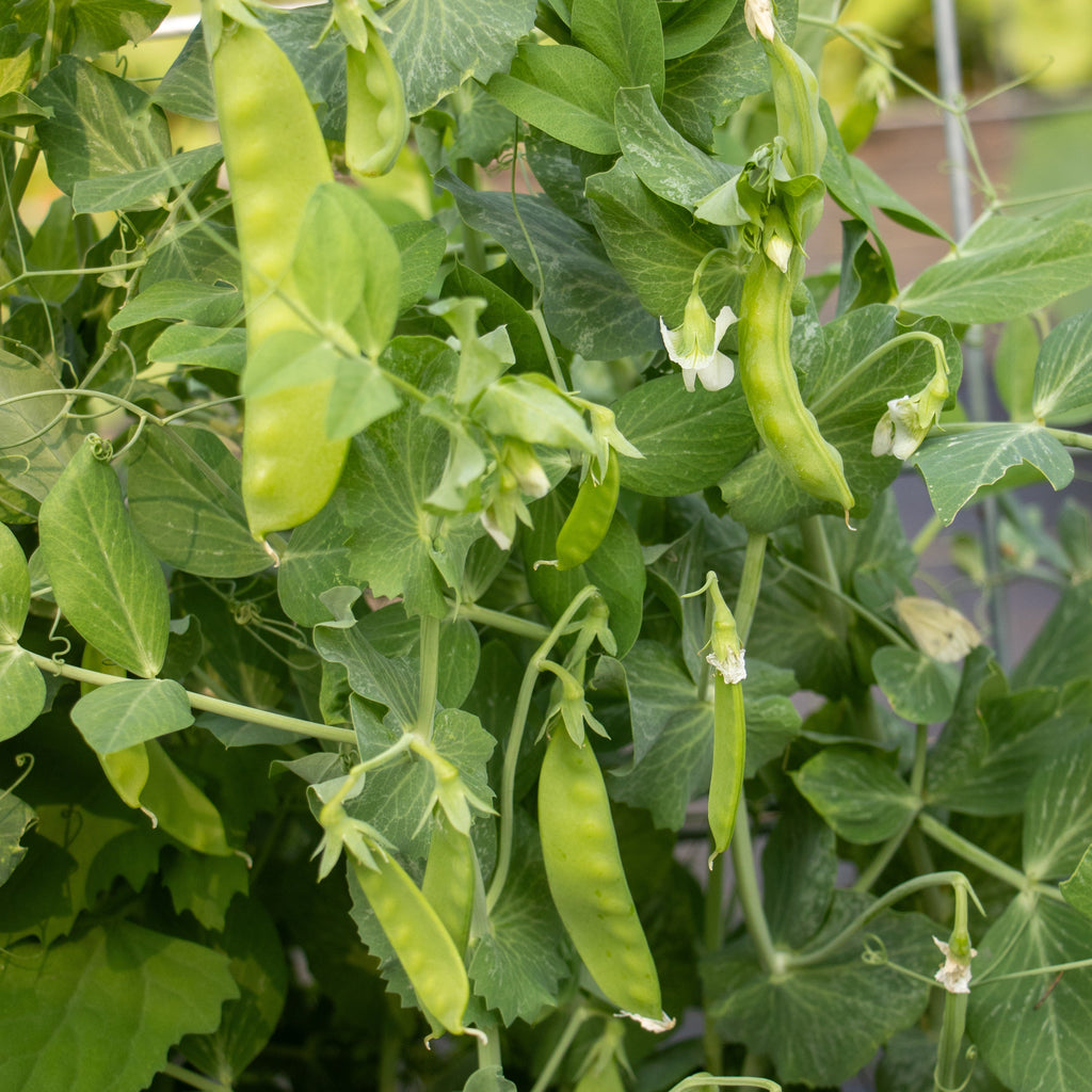 Oregon Sugar Pod II Certified Organic – West Coast Seeds