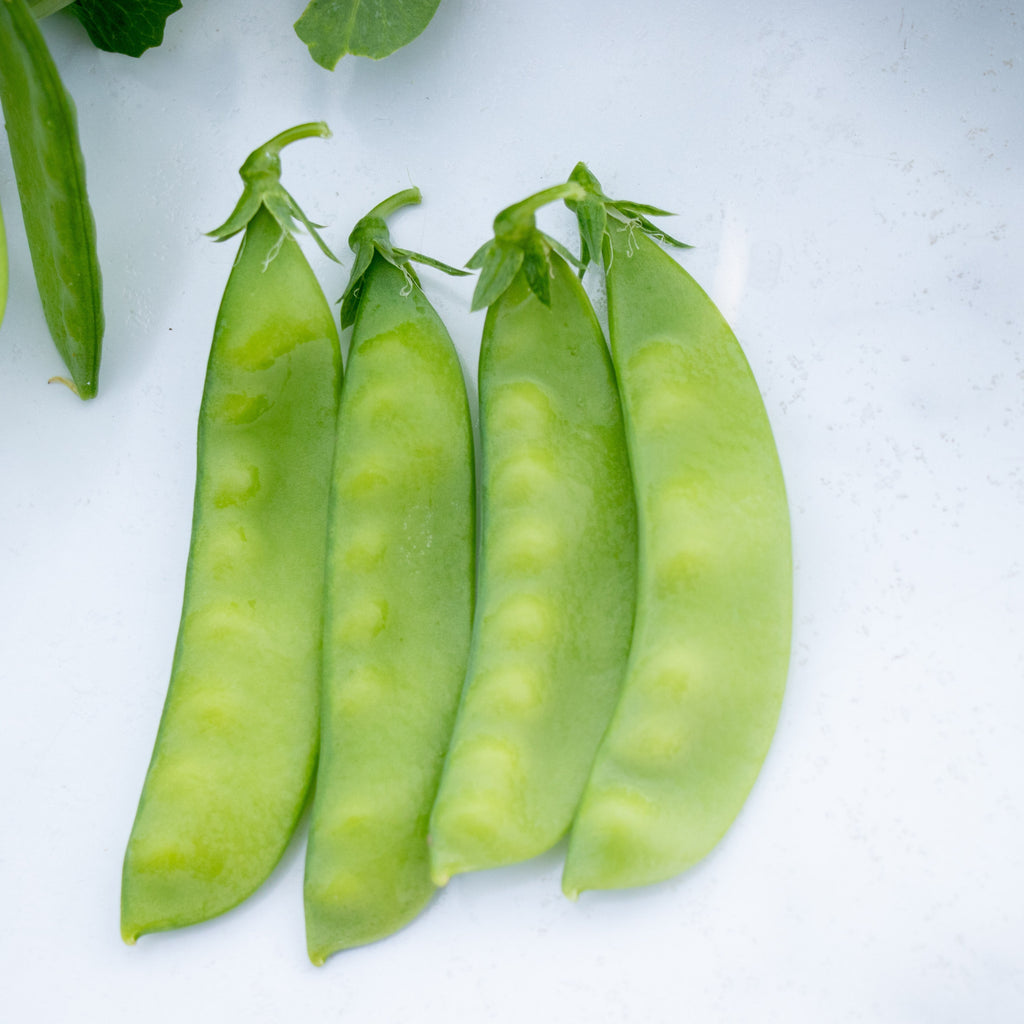 Oregon Sugar Pod II Certified Organic – West Coast Seeds
