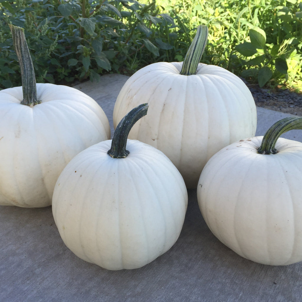 Blanco F1 Pumpkin Seeds – West Coast Seeds