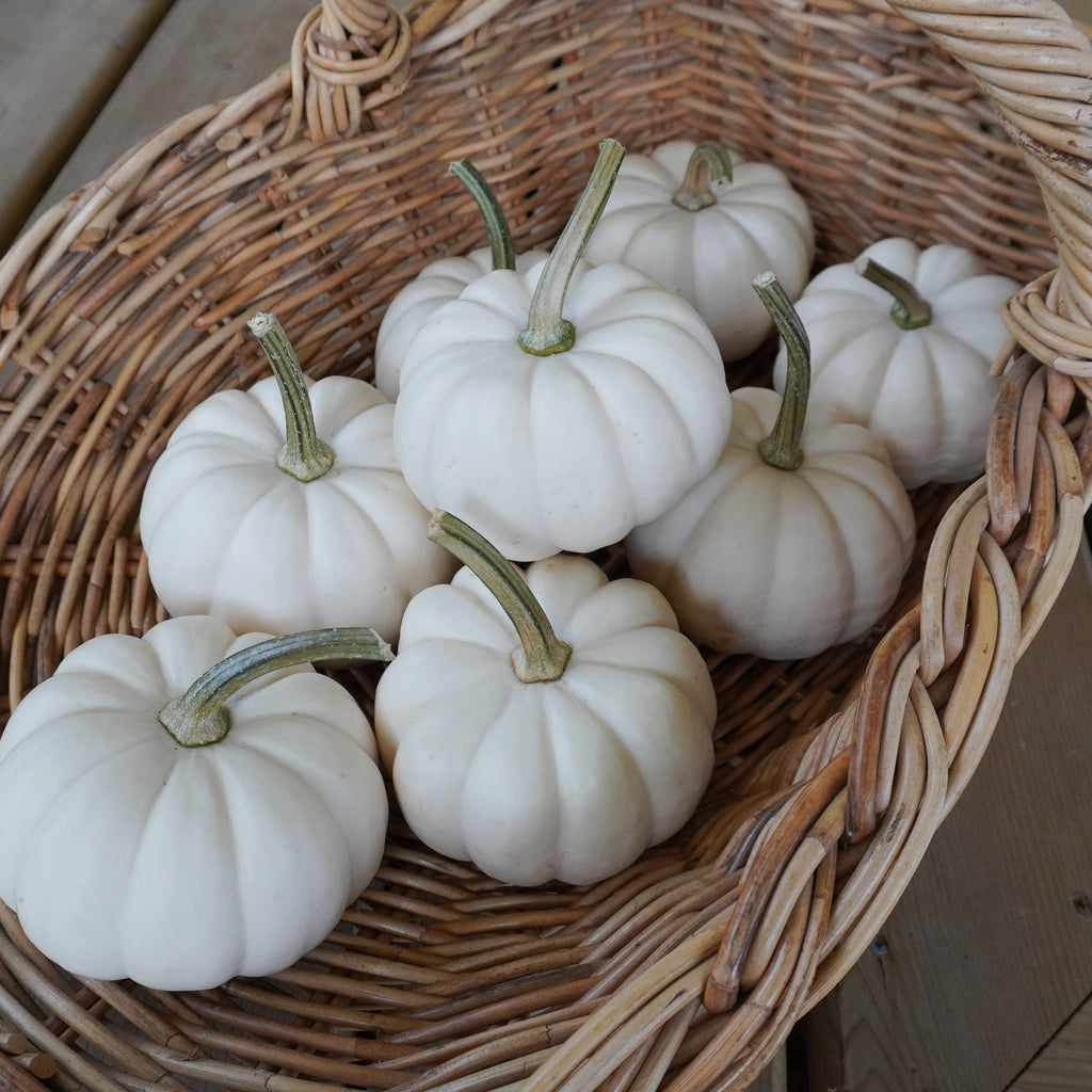 Casperita F1 – West Coast Seeds