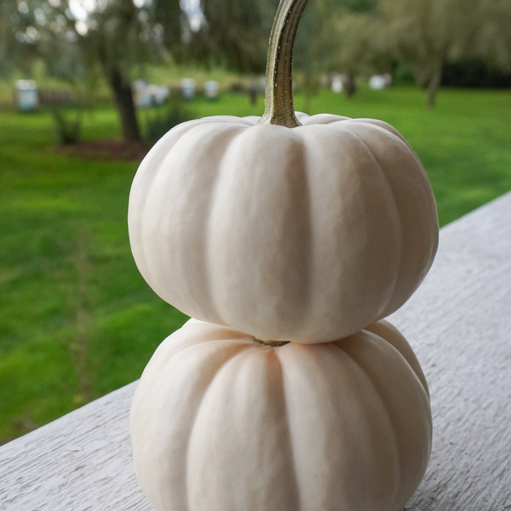 Casperita F1 Pumpkin Seeds – West Coast Seeds