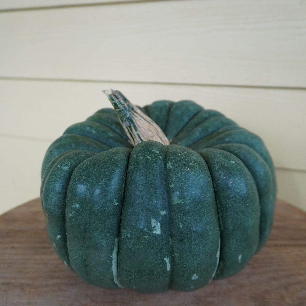 Jade Knight F1 Pumpkin Seeds – West Coast Seeds