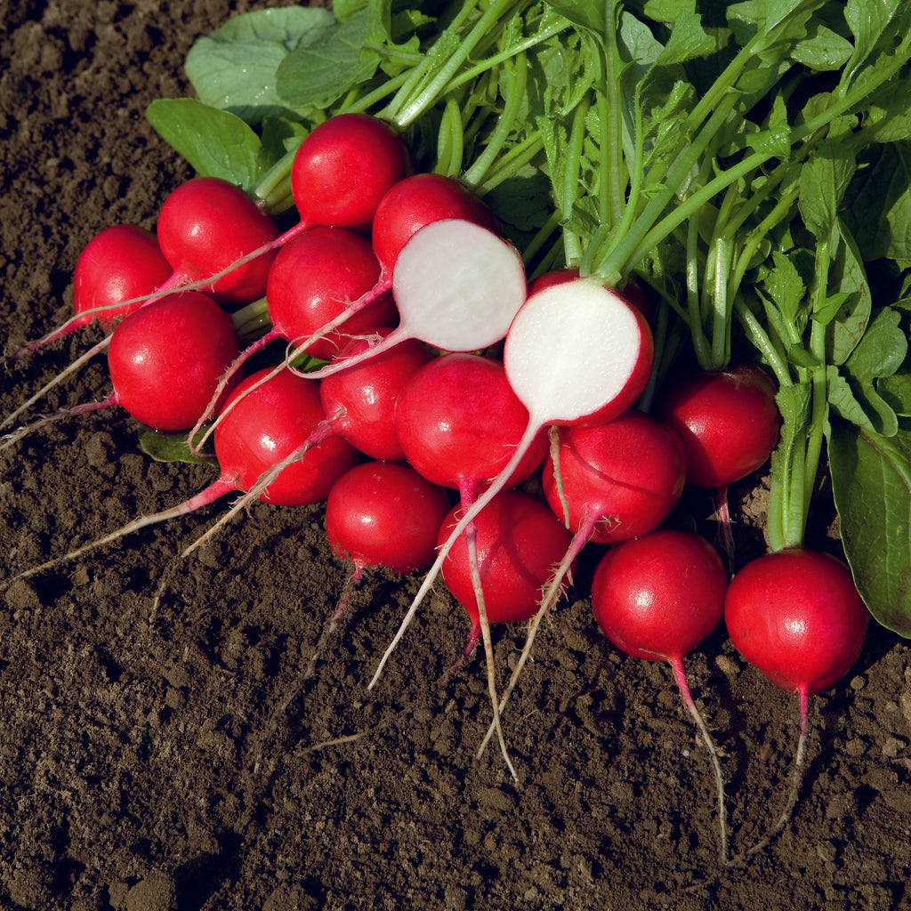 Rover F1 – West Coast Seeds