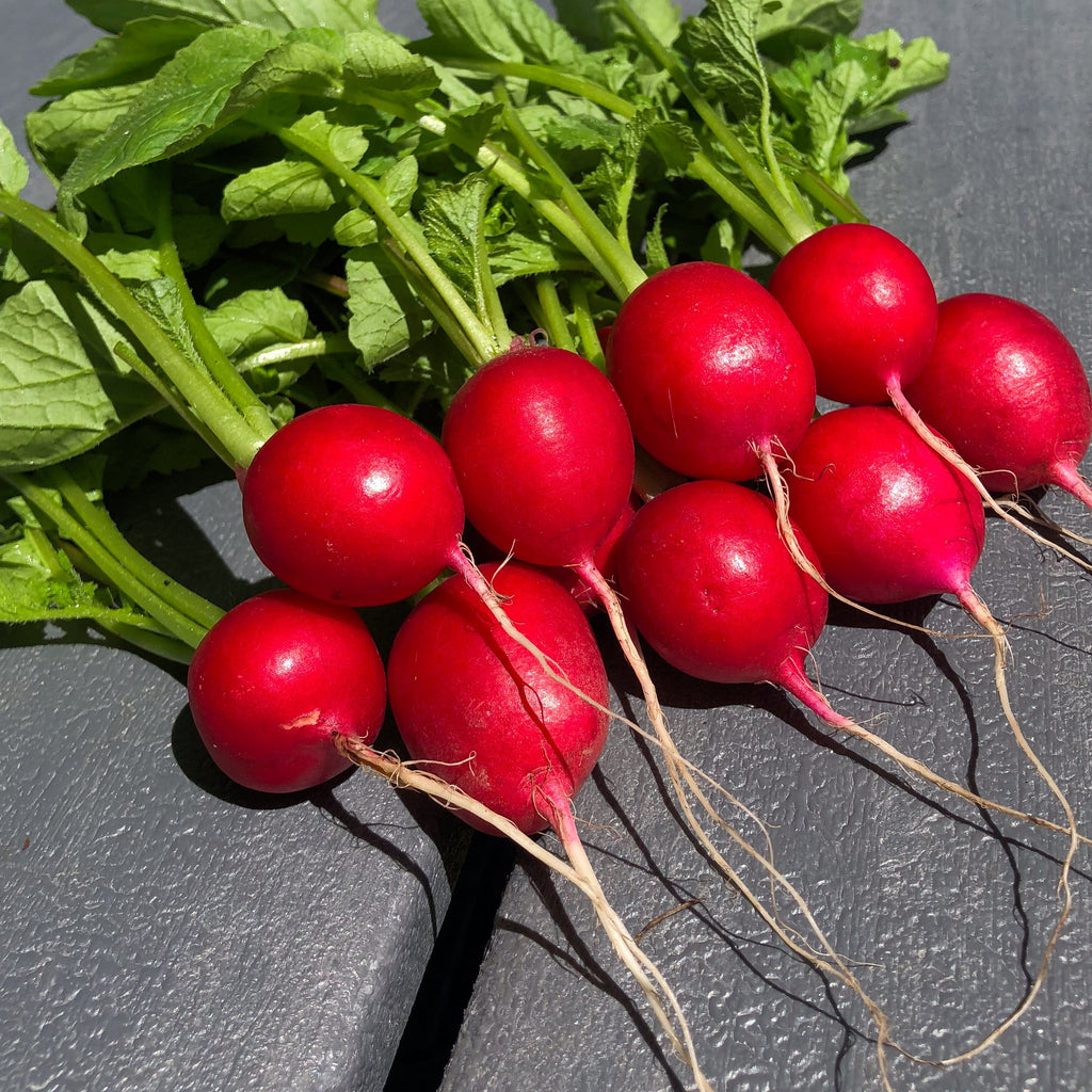 Rover F1 – West Coast Seeds