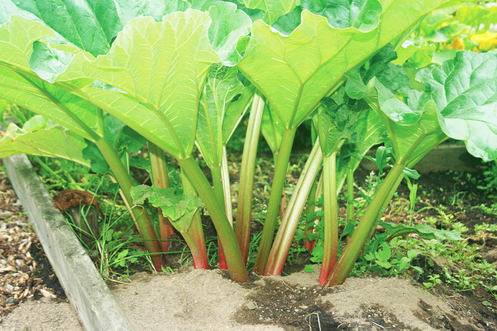 Victoria Organic Rhubarb Seeds – West Coast Seeds