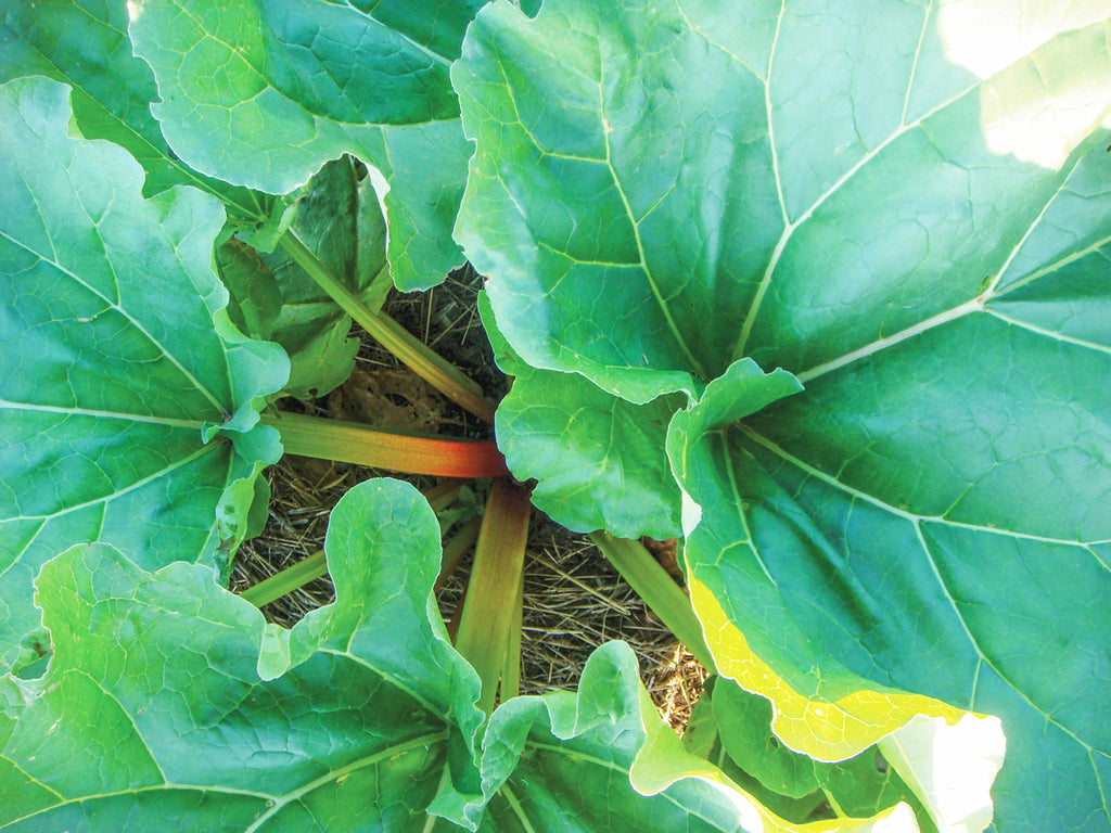 Victoria Organic Rhubarb Seeds – West Coast Seeds