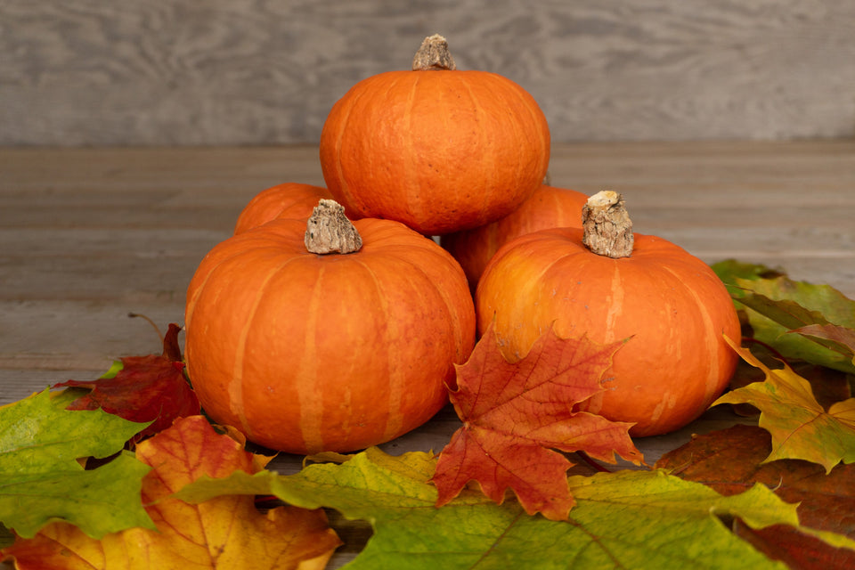 Orange Cutie F1 – West Coast Seeds