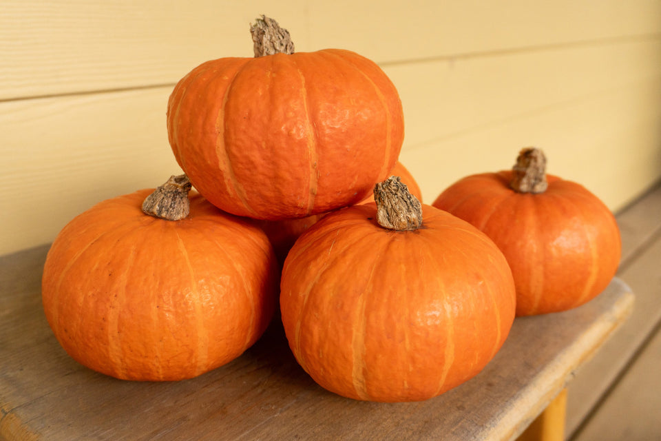 Orange Cutie F1 – West Coast Seeds