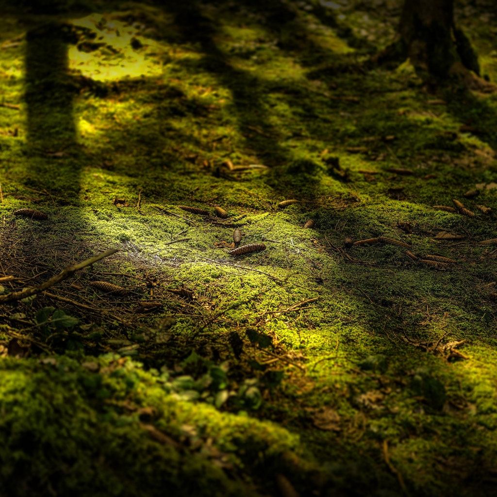 Growable Moss for the Shade (16oz) – West Coast Seeds