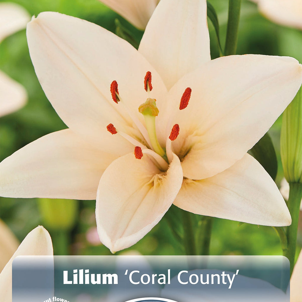 Lily Coral County 3pk – West Coast Seeds