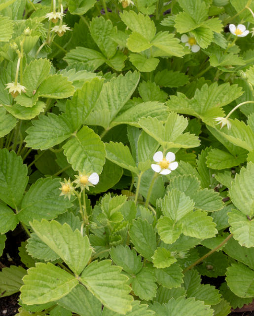 Yellow Wonder Alpine Strawberry Seeds – West Coast Seeds