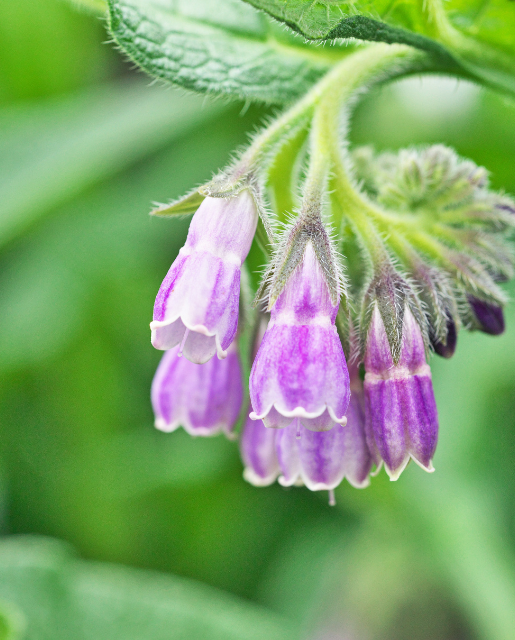 Comfrey – West Coast Seeds
