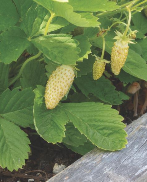 Yellow Wonder Alpine Strawberry Seeds – West Coast Seeds