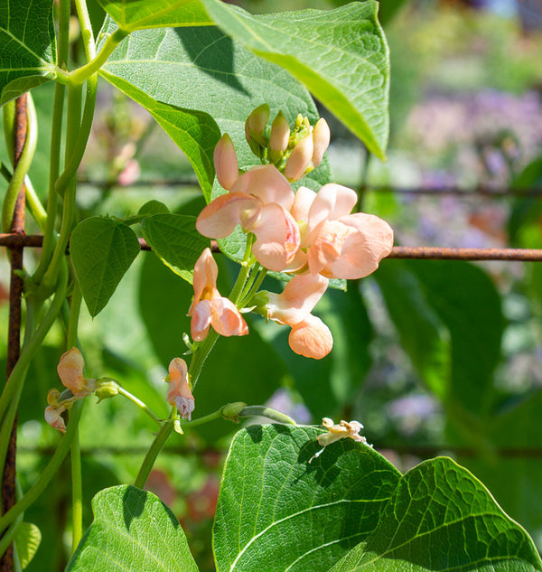 No Runner Beans After Flowers | Best Flower Site