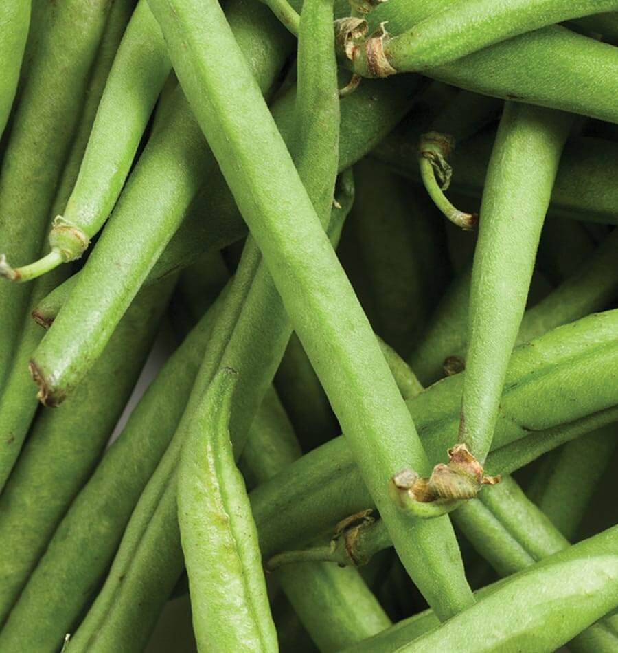 Strike Bush Bean Seeds – West Coast Seeds