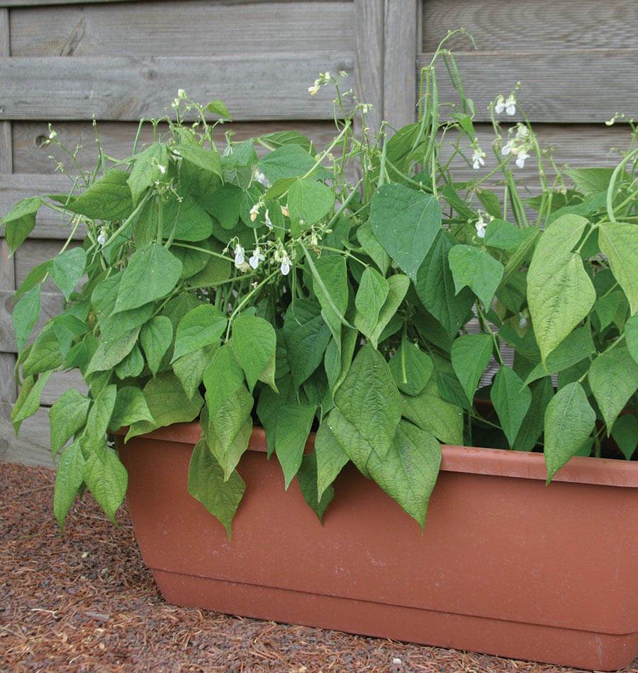 Mascotte Bush Bean Seeds – West Coast Seeds