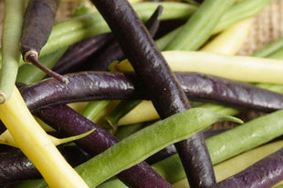 Kelsae Sweet Onion Seeds – West Coast Seeds