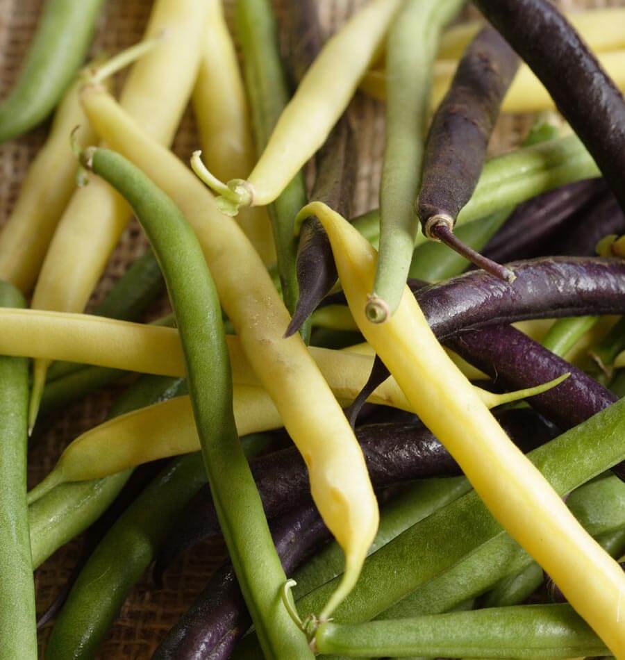 Tricolour Bean Blend – West Coast Seeds