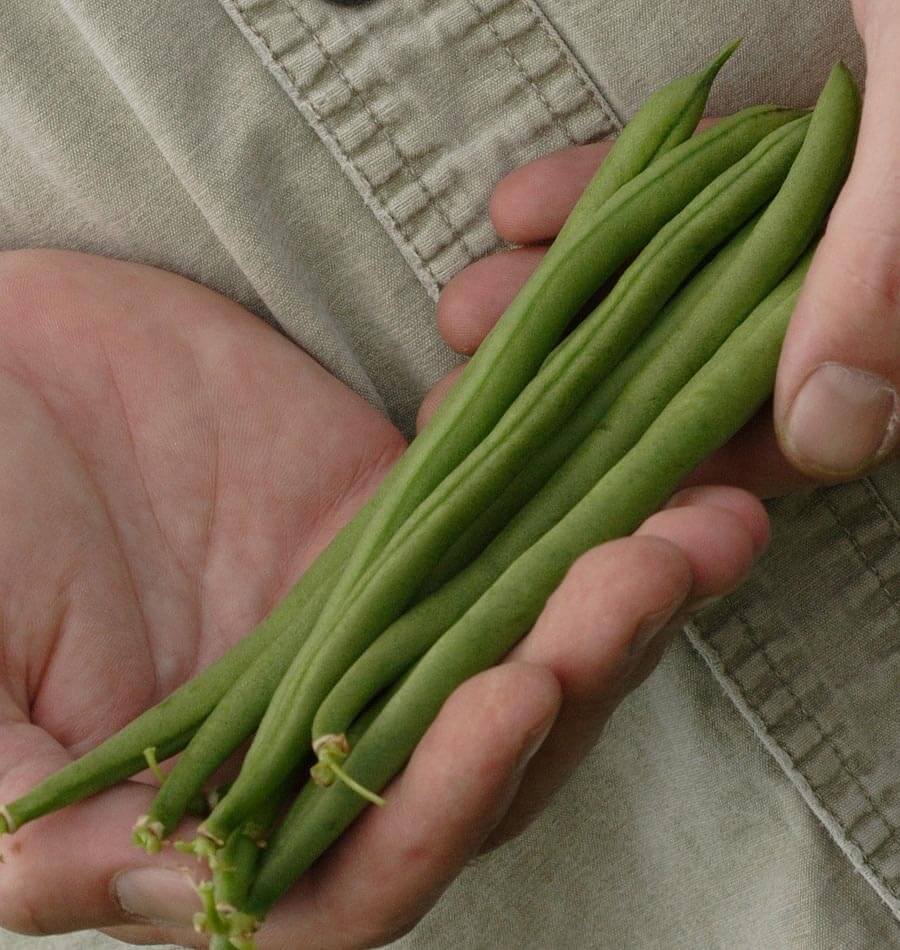Jade Bush Bean Seeds – West Coast Seeds