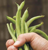 Fortex Pole Bean Seeds – West Coast Seeds