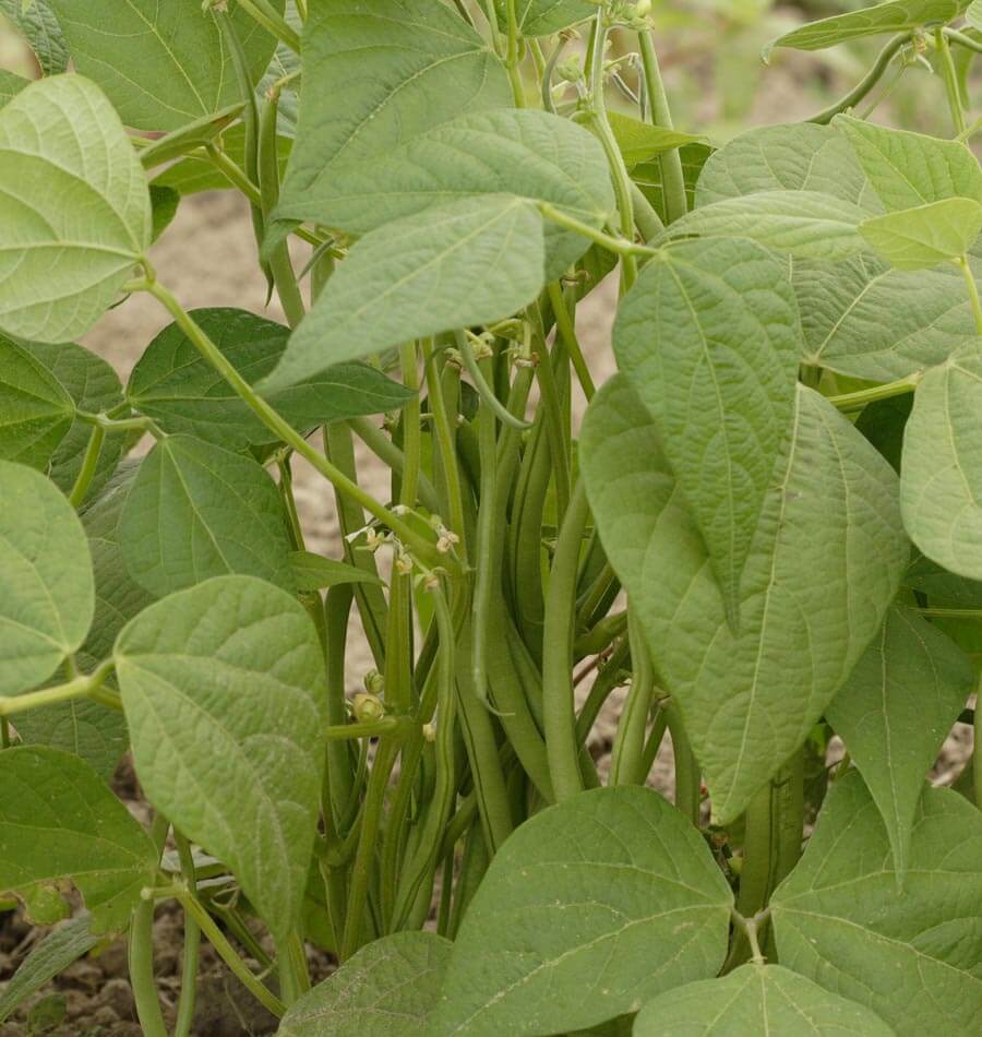 Maxibel Filet Bush Bean Seeds – West Coast Seeds