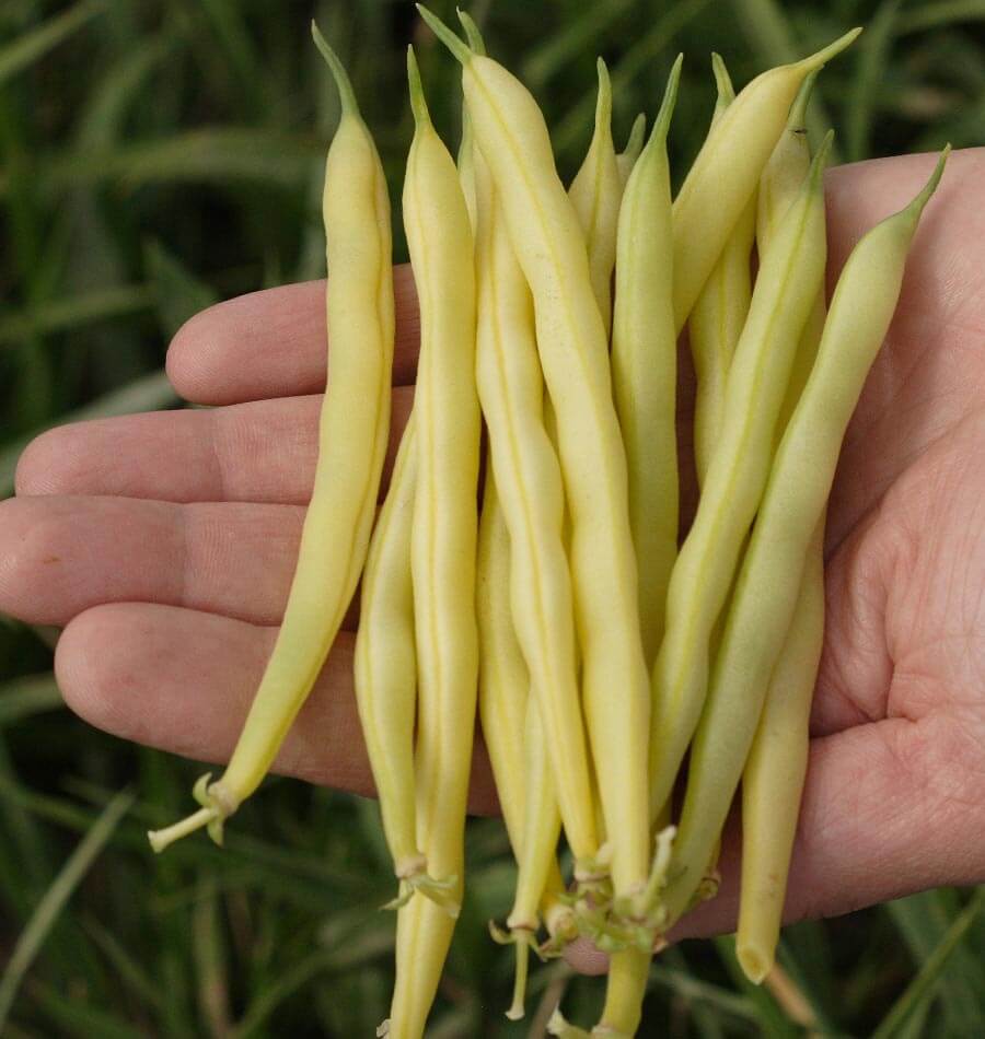 Yellow String Beans
