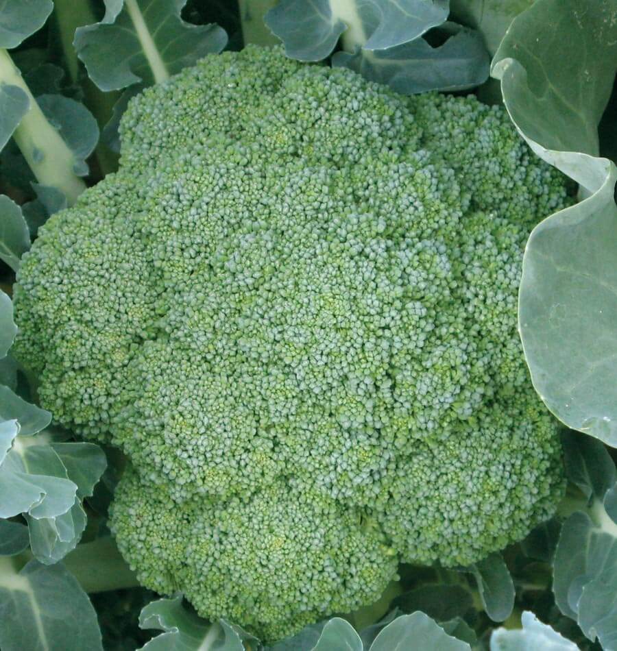 Green Magic Broccoli Seeds – West Coast Seeds