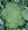 Green Magic Broccoli Seeds – West Coast Seeds