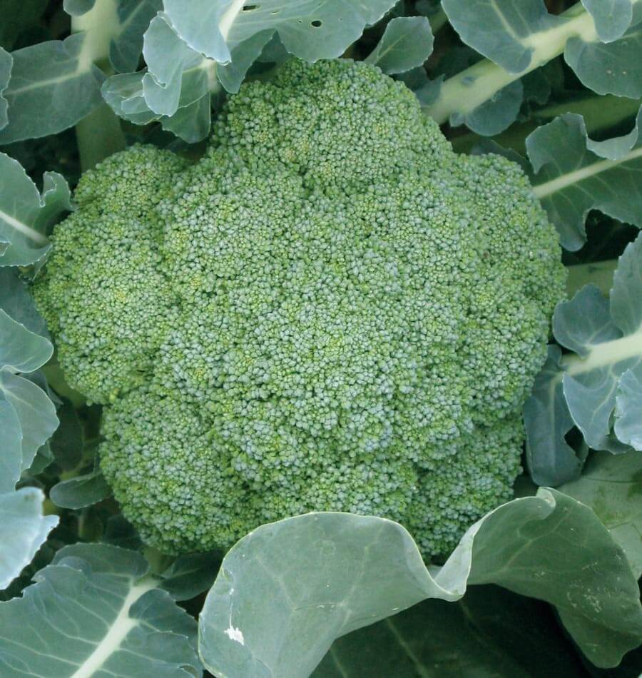 Green Magic Broccoli Seeds – West Coast Seeds