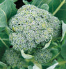 Gypsy Broccoli Seeds – West Coast Seeds