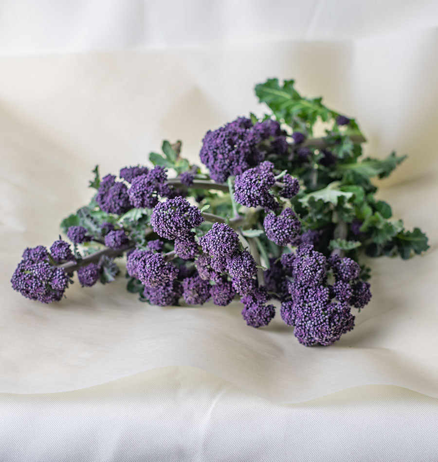 Santee Organic Broccoli Seeds – West Coast Seeds