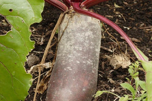 Vegetable Seeds – West Coast Seeds