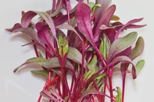 Fall Rye Cover Crop Seeds – West Coast Seeds