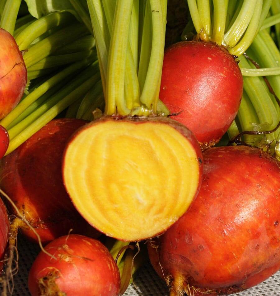 yellow border beetroot