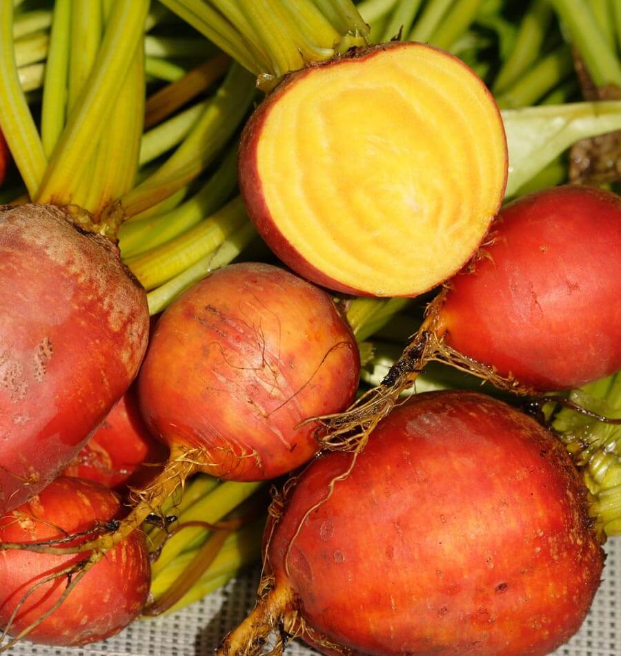 Touchstone Gold Organic Beet Seeds – West Coast Seeds